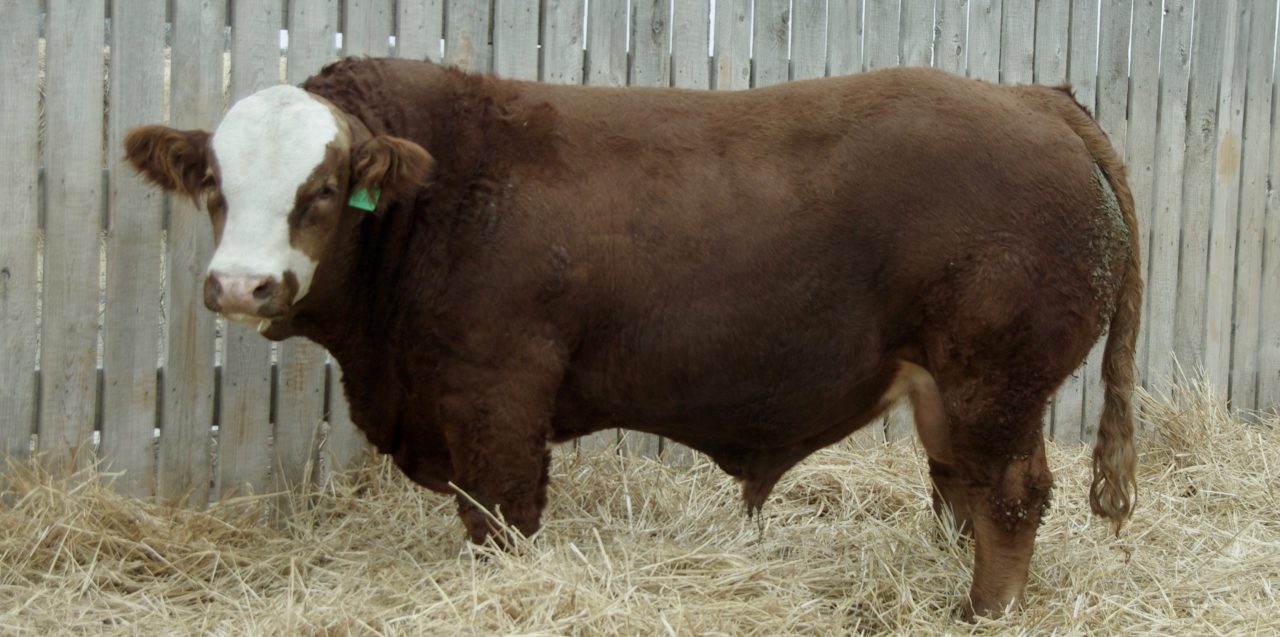 Herd Sires – Kindred Spirit Cattle