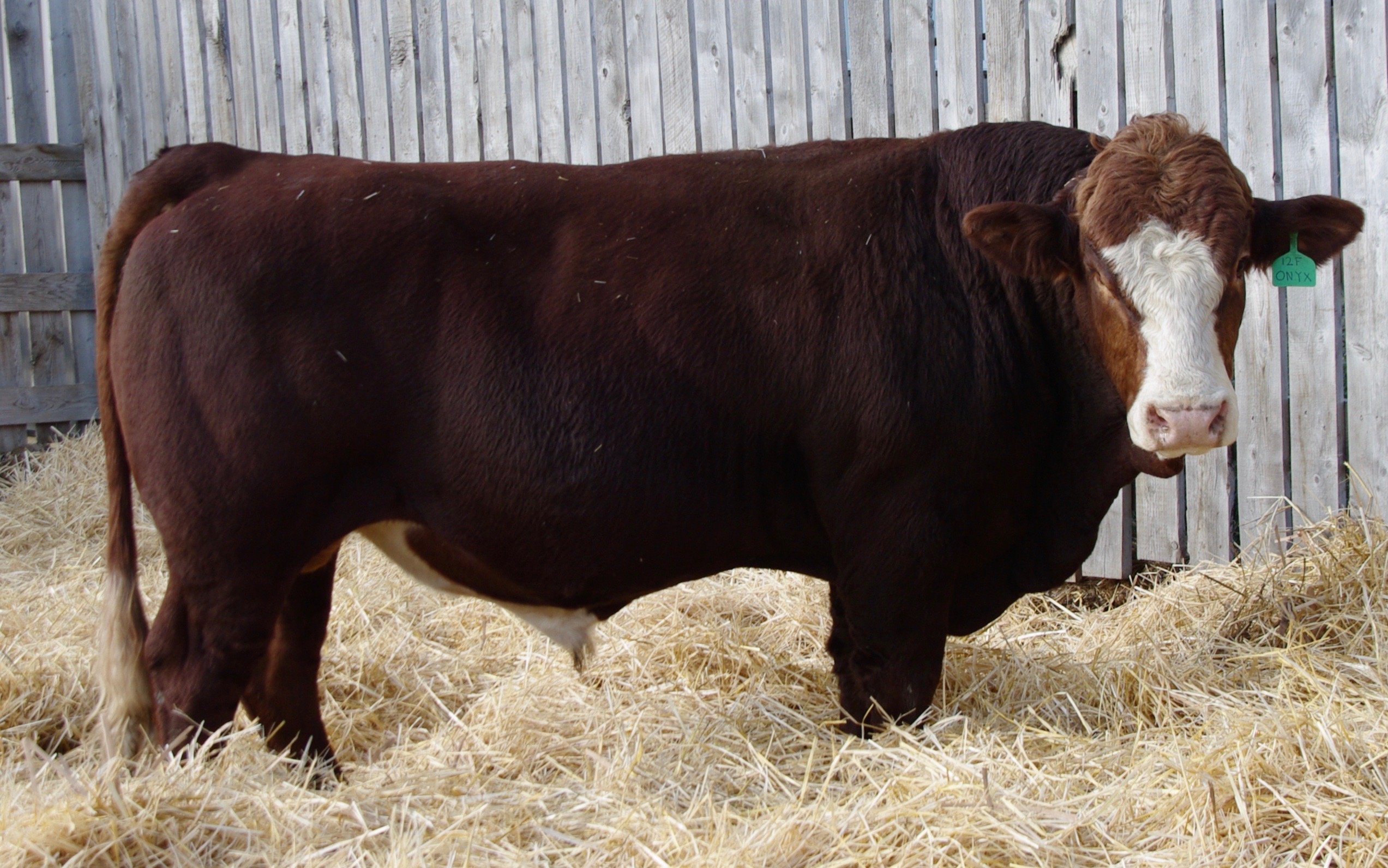 Herd Sires – Kindred Spirit Cattle