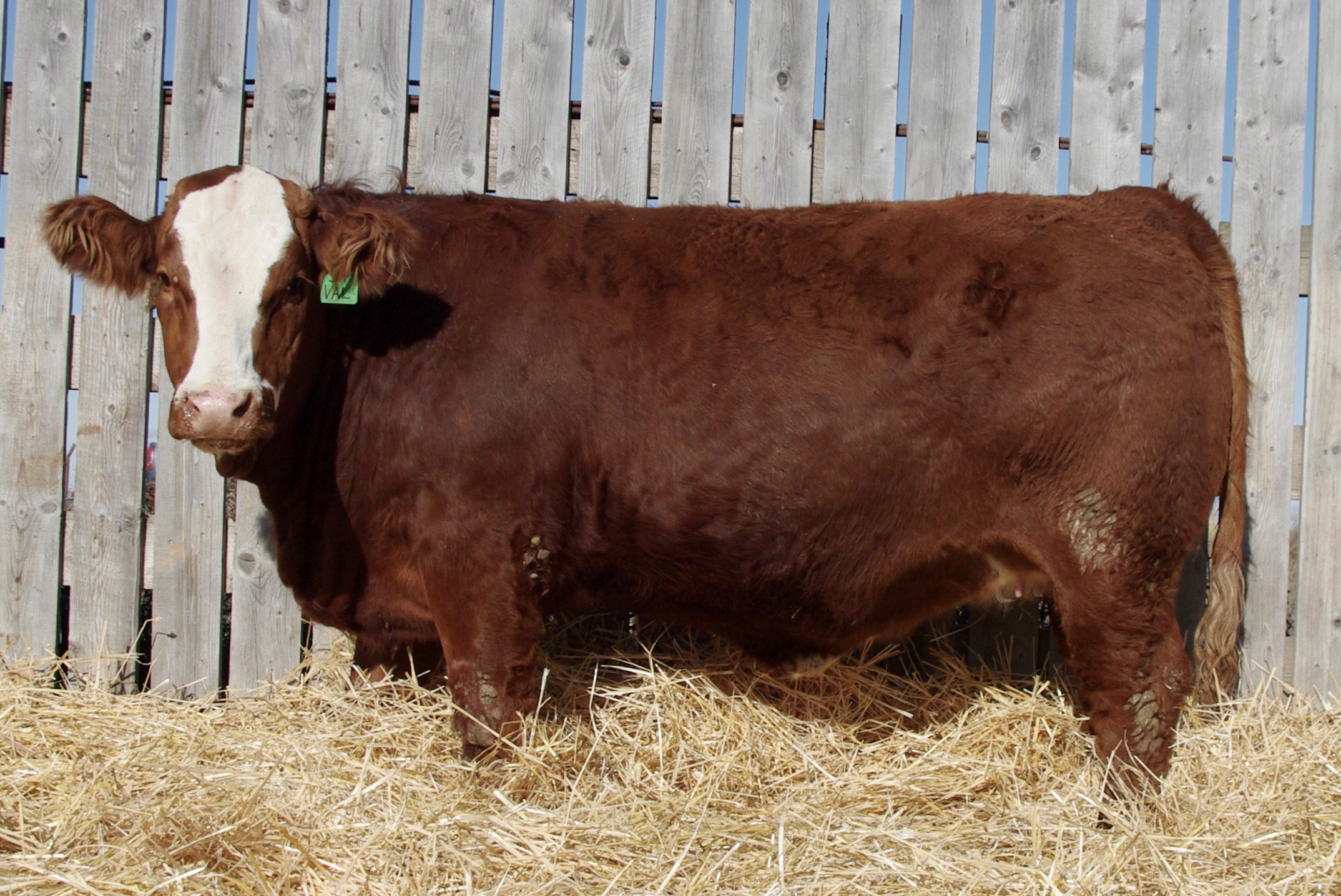 Heifers 2019 – Kindred Spirit Cattle