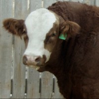 What's New – Kindred Spirit Cattle